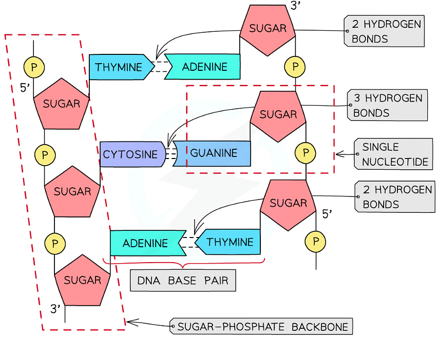 Nucleic Acids: Structure and DNA Replication - Biology for Grade 12 PDF ...