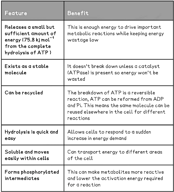 The Structure of ATP - Biology for Grade 12 PDF Download