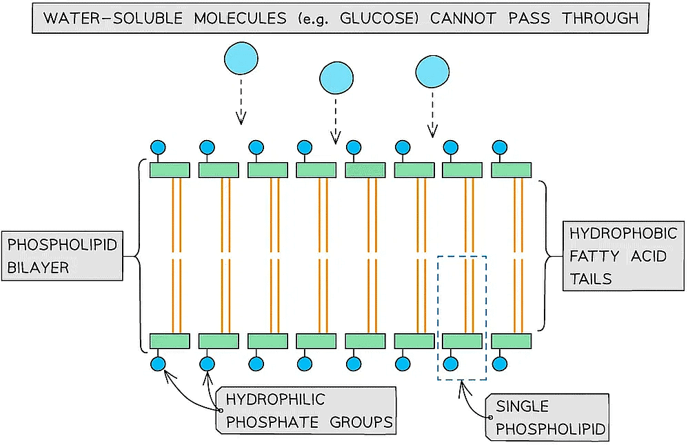 Lipids - Biology for Grade 12 PDF Download