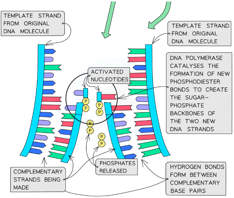 Nucleic Acids: Structure and DNA Replication - Biology for Grade 12 PDF ...