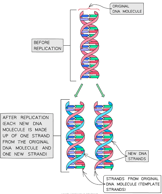 Nucleic Acids: Structure & DNA Replication - Notes | Study Biology for ...