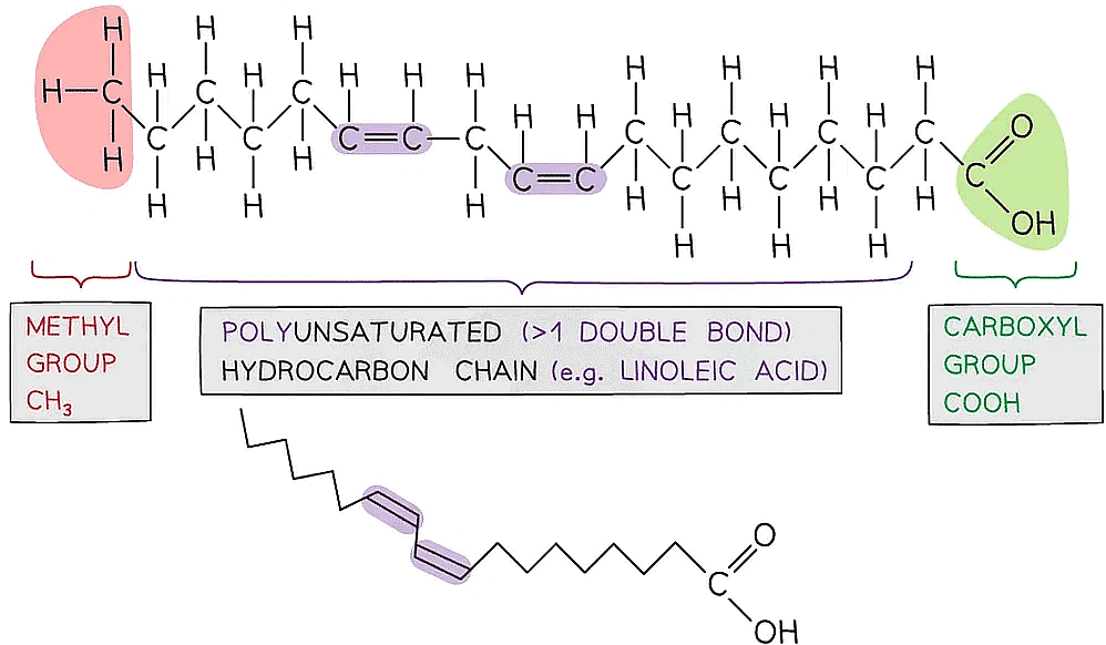 Lipids - Biology for Grade 12 PDF Download