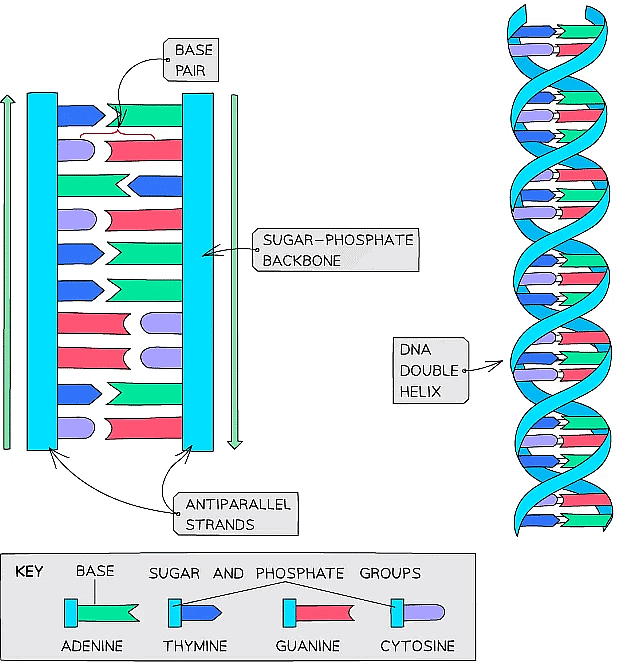 Nucleic Acids: Structure and DNA Replication - Biology for Grade 12 PDF Download