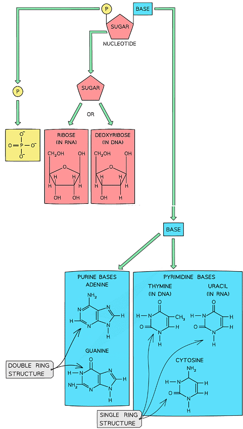 Nucleic Acids: Structure & DNA Replication | Biology for Grade 12