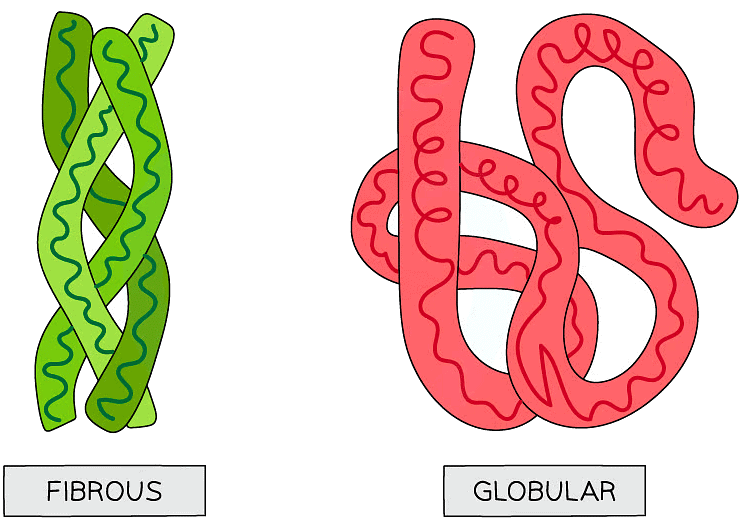 Proteins - Biology for Grade 12 PDF Download