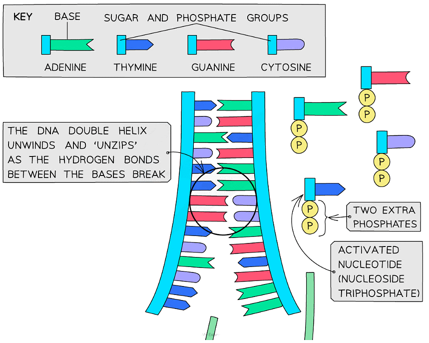Nucleic Acids: Structure and DNA Replication - Biology for Grade 12 PDF Download