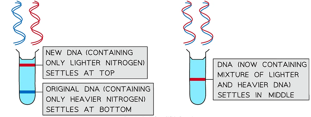 Nucleic Acids: Structure and DNA Replication - Biology for Grade 12 PDF ...