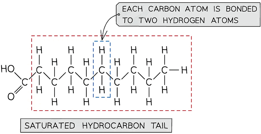 Lipids | Biology for Grade 12