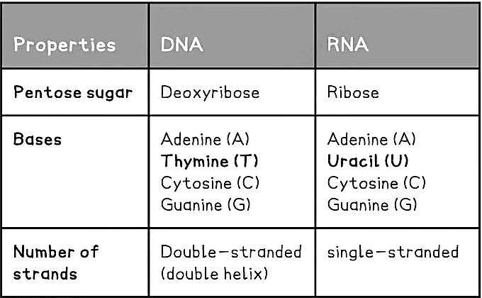 Nucleic Acids: Structure and DNA Replication - Biology for Grade 12 PDF ...