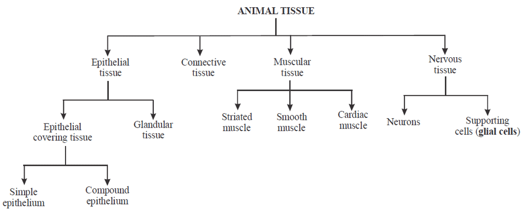 Tissues Class 9 Notes Science Chapter 6 Free PDF