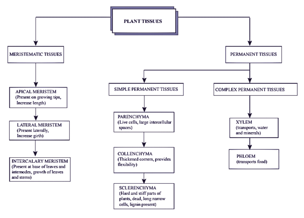 Tissues Class 9 Notes Science Chapter 6 Free PDF