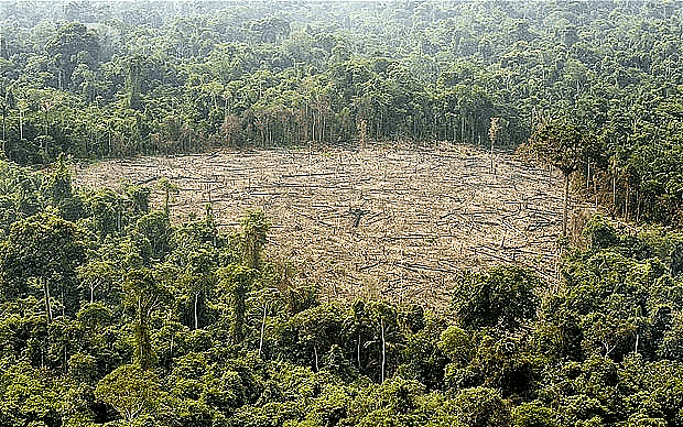 Shankar IAS Summary: Terrestrial Ecosystem- 2 - BPSC (Bihar) PDF Download