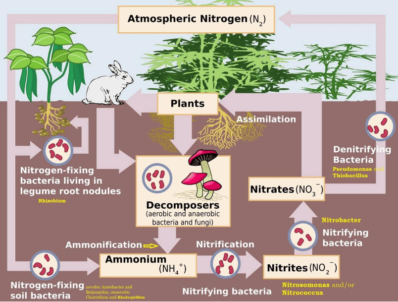Carbon Cycle, Nitrogen Cycle, Phosphorus and Sulphur Cycle - UPSC PDF ...