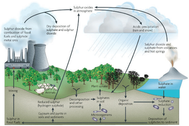 Carbon Cycle, Nitrogen Cycle, Phosphorus and Sulphur Cycle - UPSC PDF ...