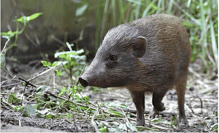 Shankar IAS Summary: Animal Diversity of India - 2 - Famous Books for ...