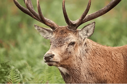 Shankar IAS Summary: Animal Diversity of India - 2 - Famous Books for ...