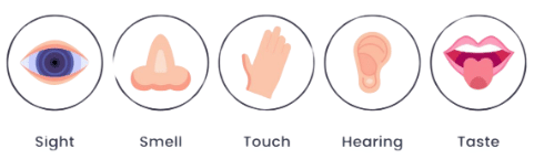 Nervous System Class 5 Notes Science Free PDF