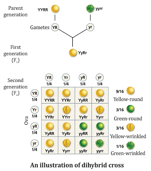 Mendel's Contributions - Science Class 10 PDF Download