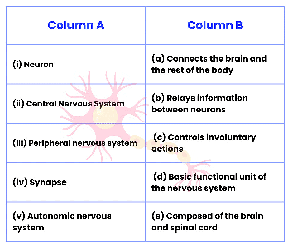Class 5 Science - Nervous System - CBSE Worksheets Solutions - 1