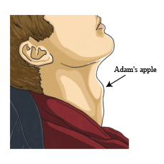 Reaching the Age of Adolescence Class 8 Notes Science Chapter 7 Free PDF