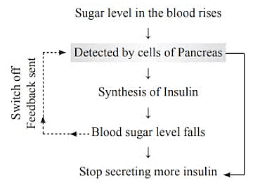 Control and Coordination Class 10 Notes Science Chapter 6 Free PDF
