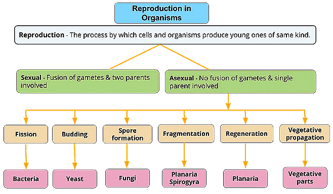 How do Organisms Reproduce Class 10 Notes Science Chapter 7 Free PDF