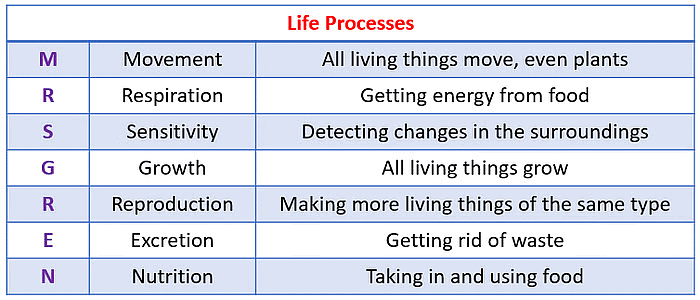 Life Processes: Nutrition and Metabolism - Science Class 10 PDF Download