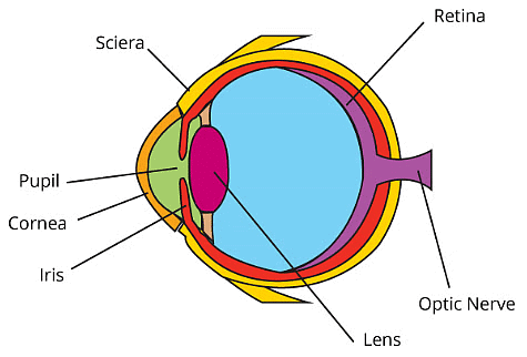 Nervous System Class 5 Notes Science Free PDF