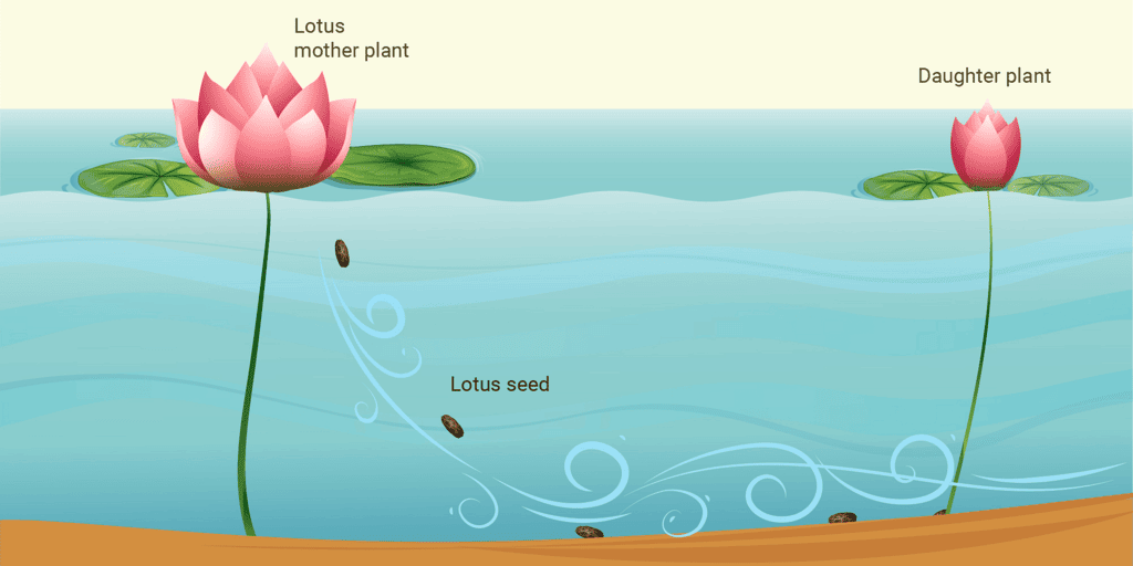 Plant Life Chapter Notes - Science Class 5 PDF Download