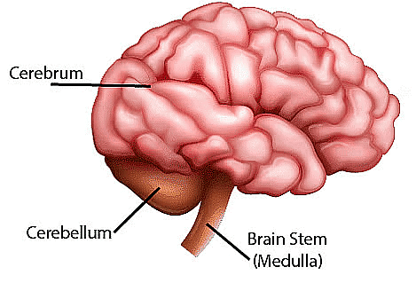 Nervous System Class 5 Notes Science Free PDF