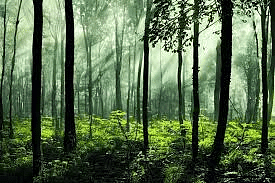 The Trees Summary Class 10 English First Flight Chapter 7