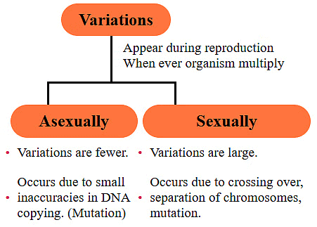 Heredity Chapter Notes - Class 10 PDF Download
