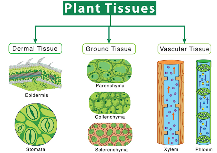 Tissues and The Tissue System - Biology Class 11 - NEET PDF Download