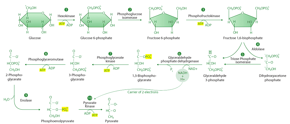 Glycolysis and Fermentation - Biology Class 11 - NEET PDF Download
