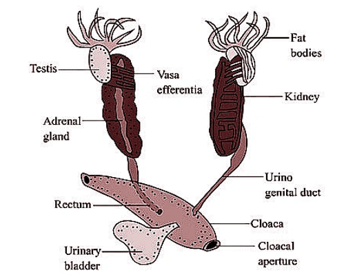 Frog: Morphology and Anatomy - Biology Class 11 - NEET PDF Download