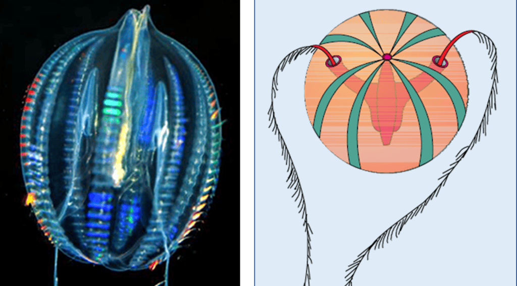 Animal Kingdom Chapter Notes - Biology Class 11 - NEET PDF Download