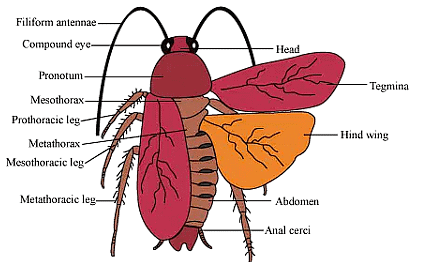 Cockroach: Morphology and Anatomy - Biology Class 11 - NEET PDF Download