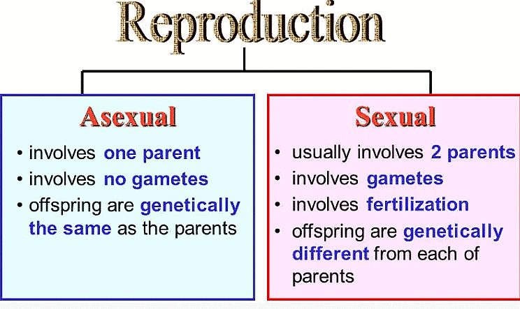 Reproduction in Animals Class 8 Notes Science Chapter 6 Free PDF