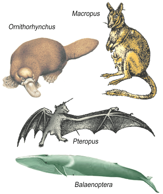 Animal Kingdom Chapter Notes - Biology Class 11 - NEET PDF Download