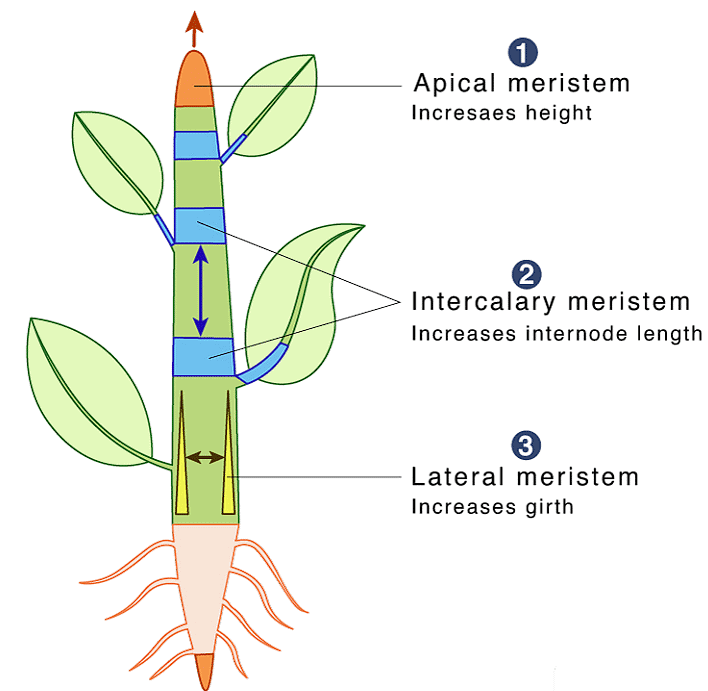 Important Diagrams: Anatomy of Flowering Plants - Biology Class 11 ...