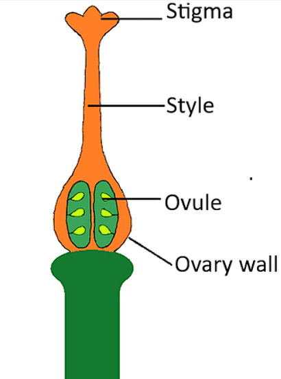 Sexual Reproduction in Flowering Plants Chapter Notes - Biology Class ...