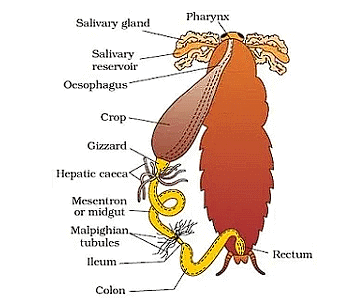 Cockroach: Morphology and Anatomy - Biology Class 11 - NEET PDF Download