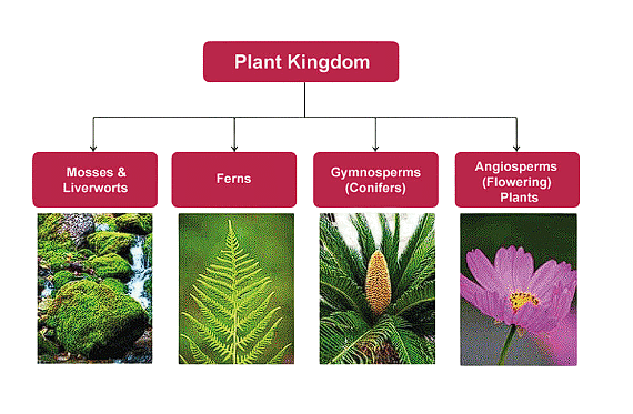 Important Diagrams: Plant Kingdom - Biology Class 11 - NEET PDF Download