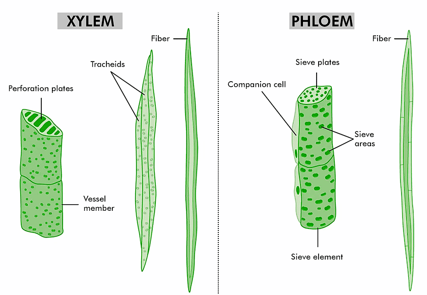 Important Diagrams: Anatomy of Flowering Plants - Biology Class 11 ...
