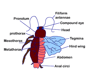 Cockroach: Morphology and Anatomy - Biology Class 11 - NEET PDF Download