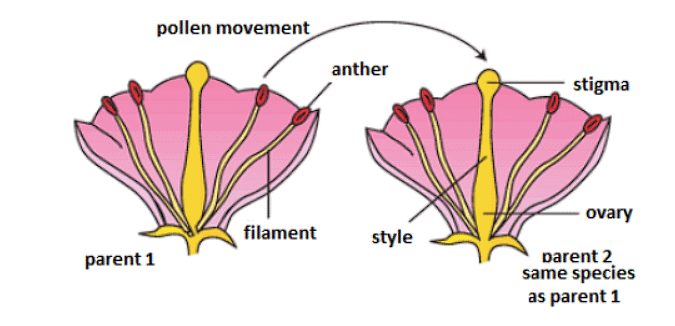 Reproduction in Plants Class 7 Notes Science Chapter 8 Free PDF