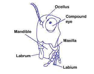 Cockroach: Morphology and Anatomy - Biology Class 11 - NEET PDF Download
