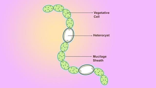 Important Diagrams NEET : Biological Classification - Biology Class 11 ...