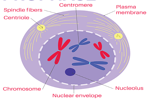 Cell Cycle and Cell Division - NEET PDF Download