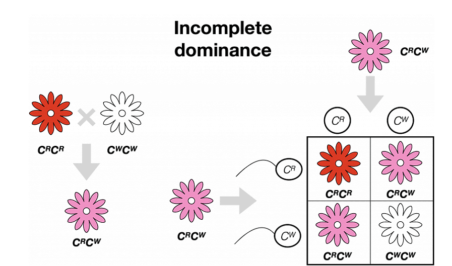Important Diagrams: Principles of Inheritance and Variation - Biology ...